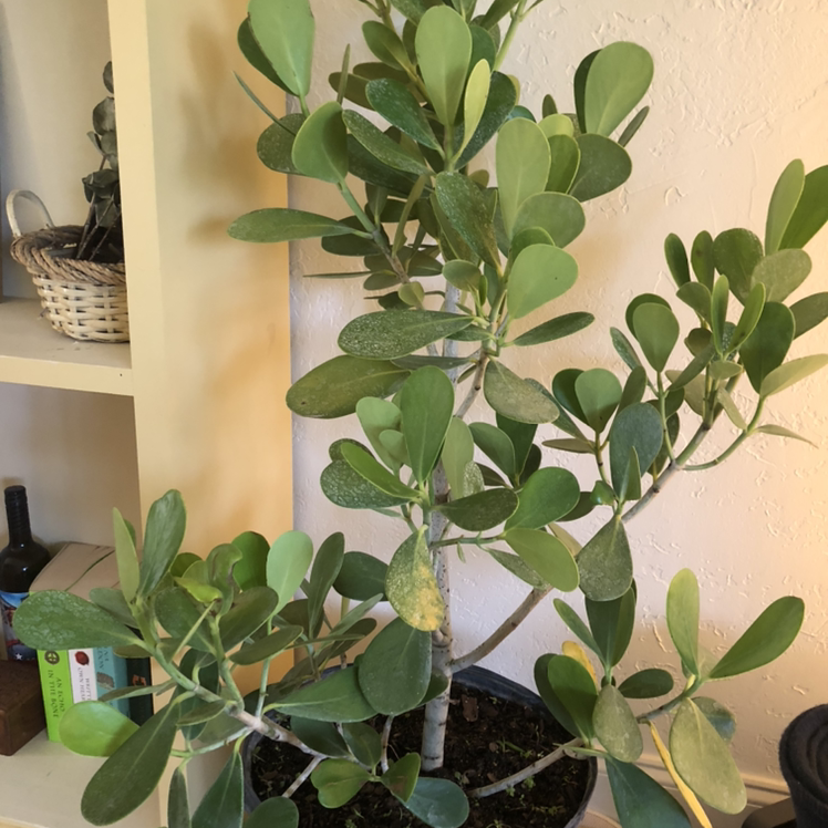 Why Are My Autograph Tree Leaves Turning Yellow?