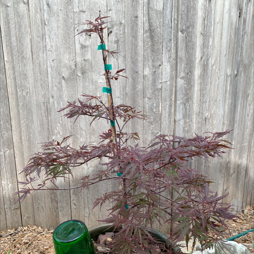 Why Are My Japanese Maple Leaves Curling?