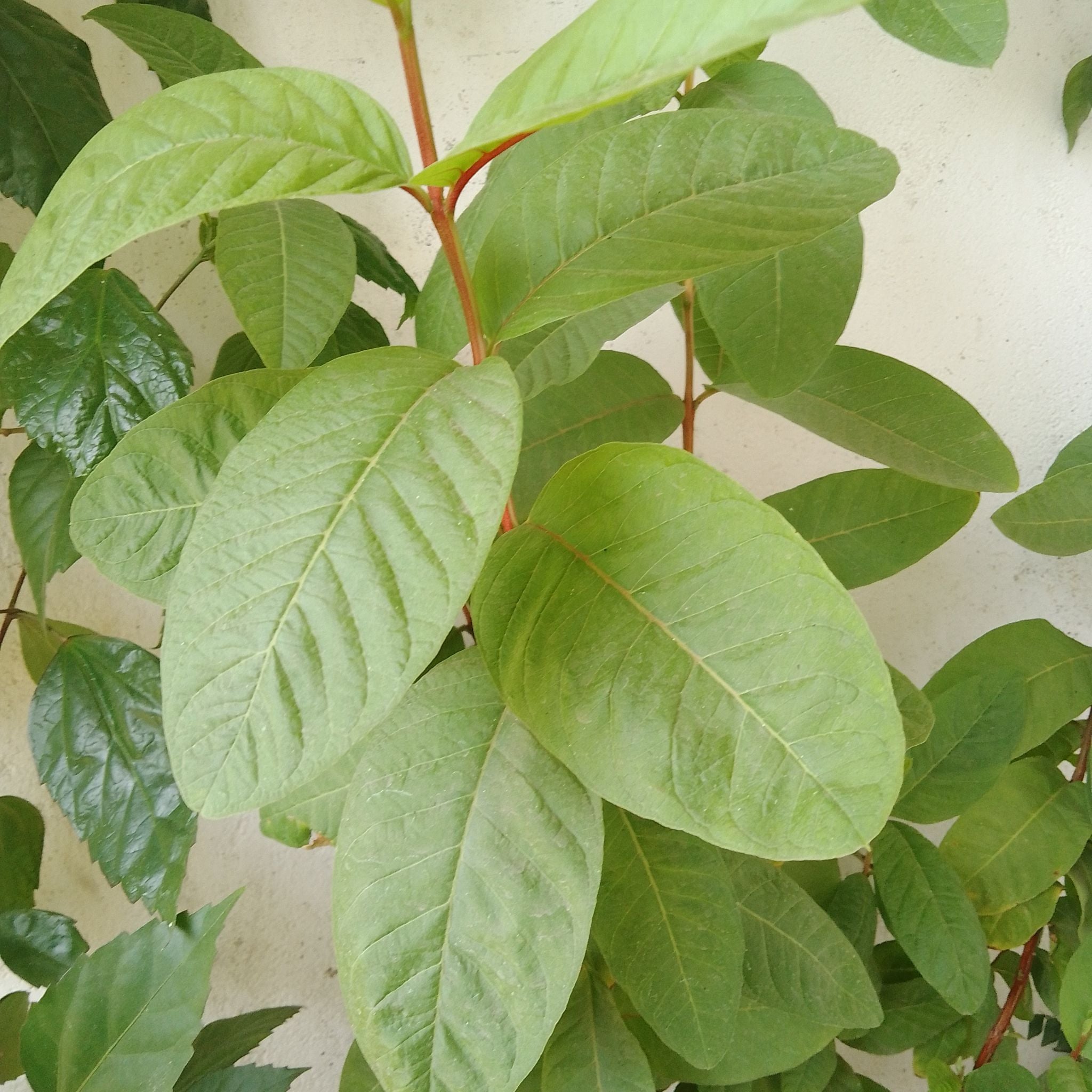 Diagnosing guava tree root rot