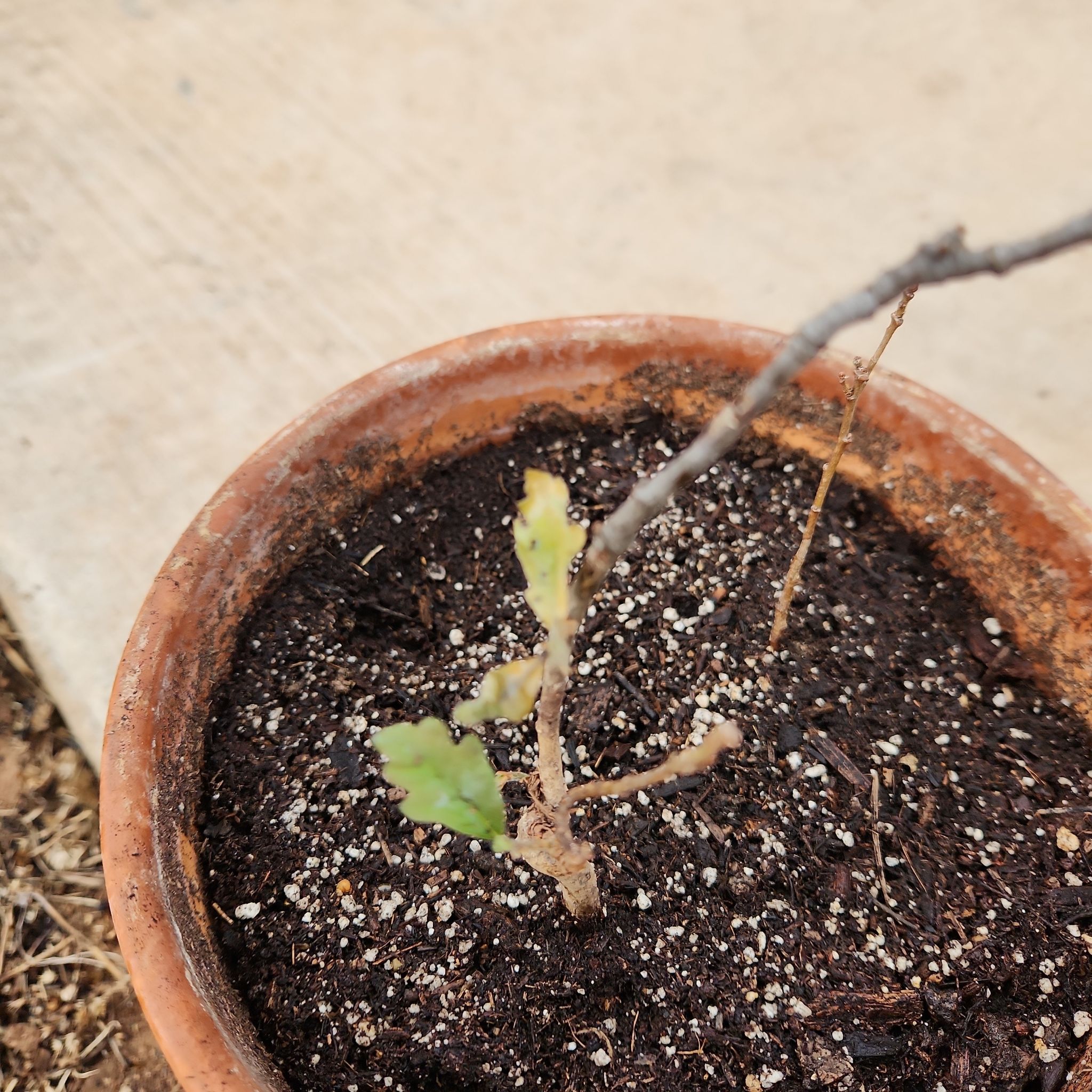 The Complete Gambel Oak Plant Care Guide: Water, Light & Beyond