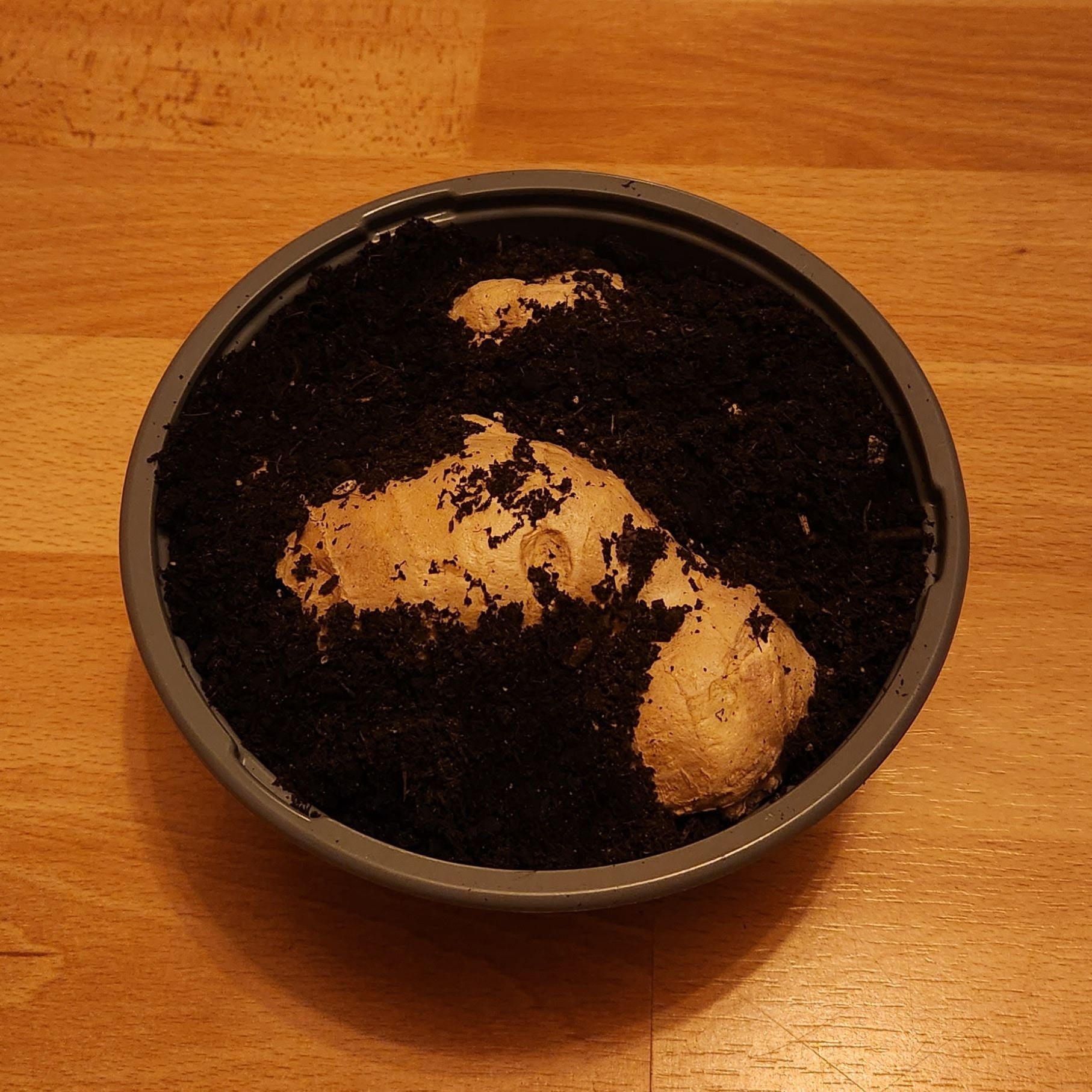 How to Propagate Your Ginger Root
