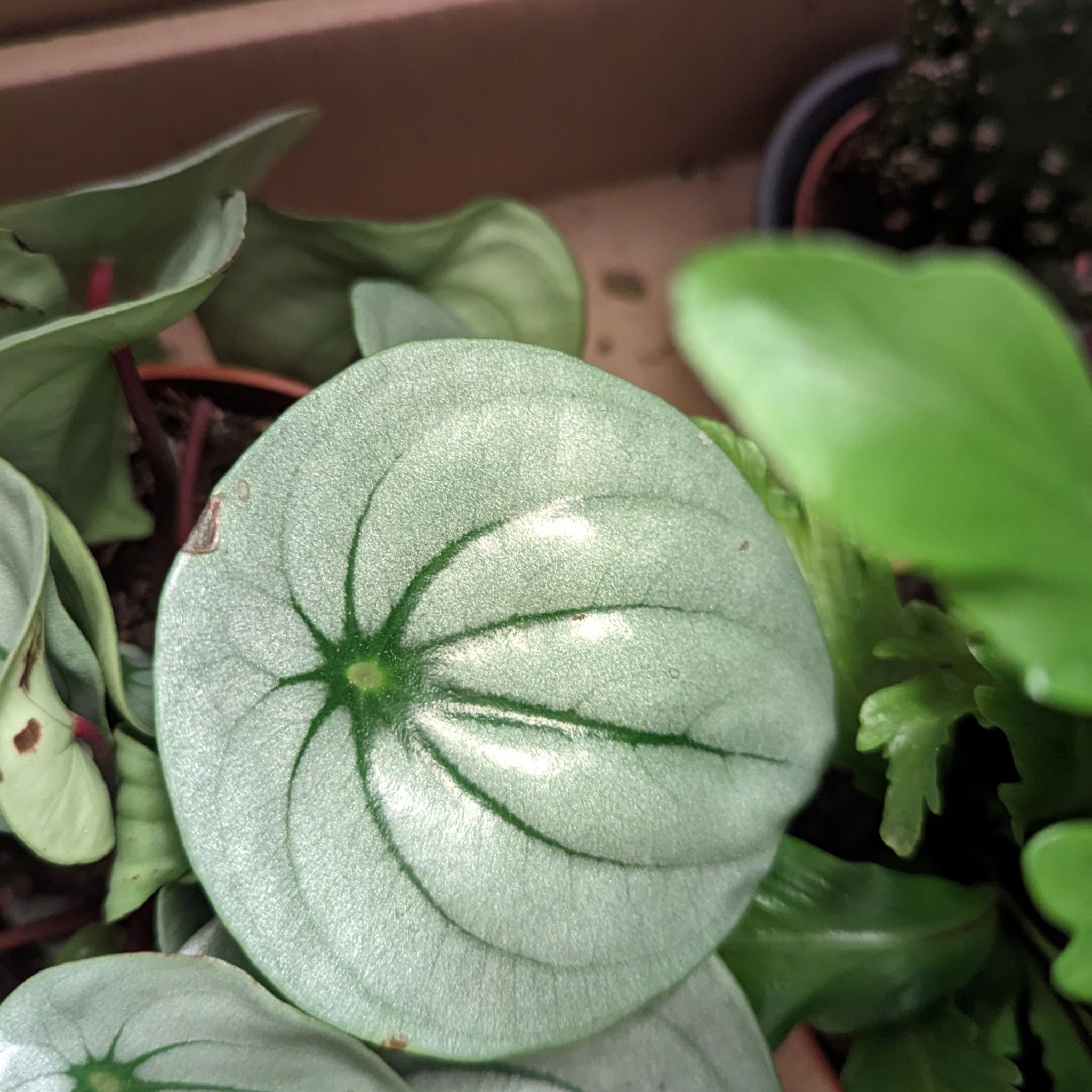 How to Care for Peperomia argyraea 'Ice Queen': Mastering Water ...