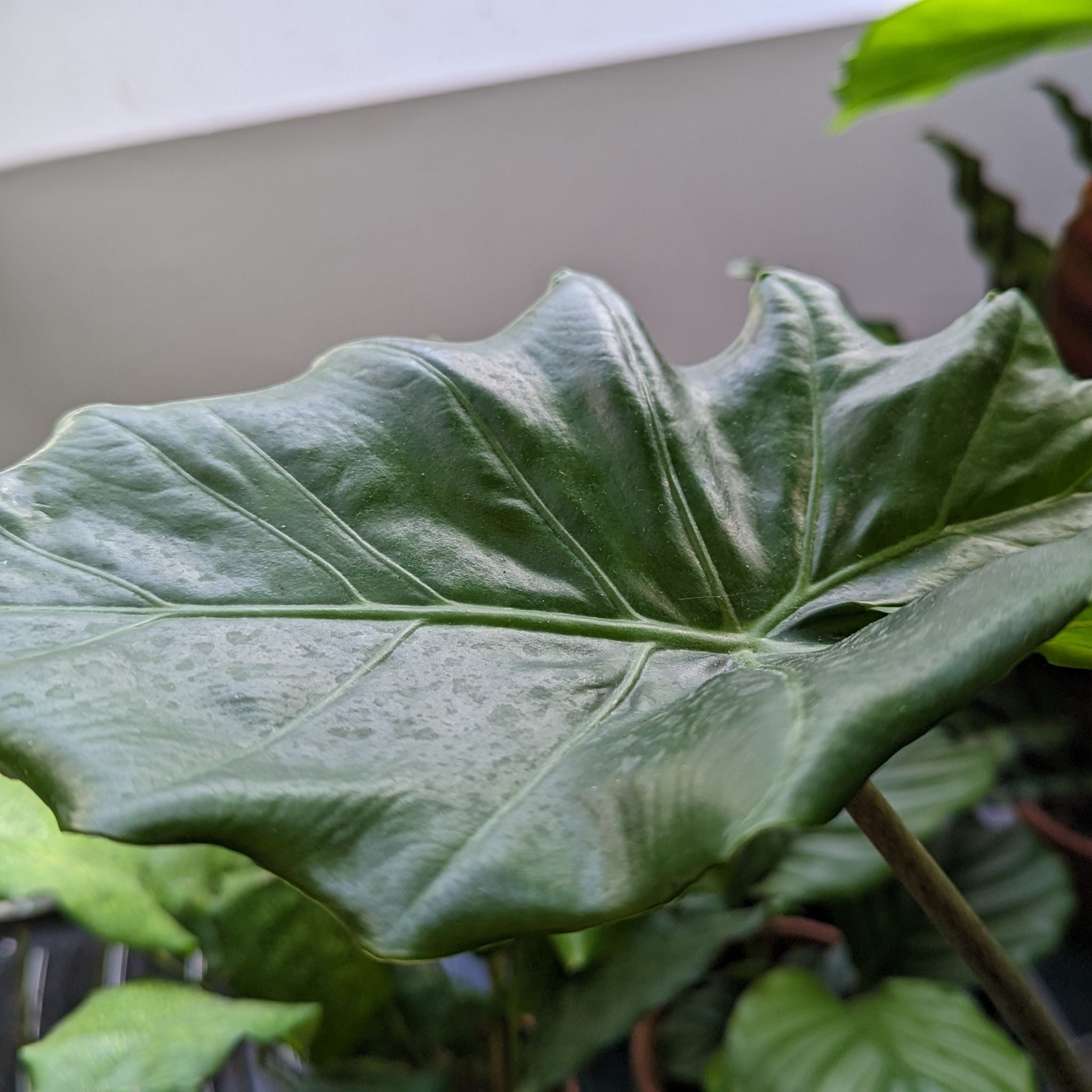 💧 Why Are My Alocasia 'Portora' Leaves Curling?
