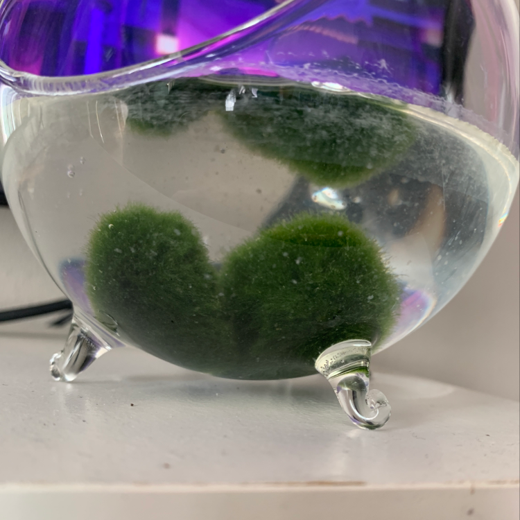 Fertilizing My Marimo to Double Its Growth