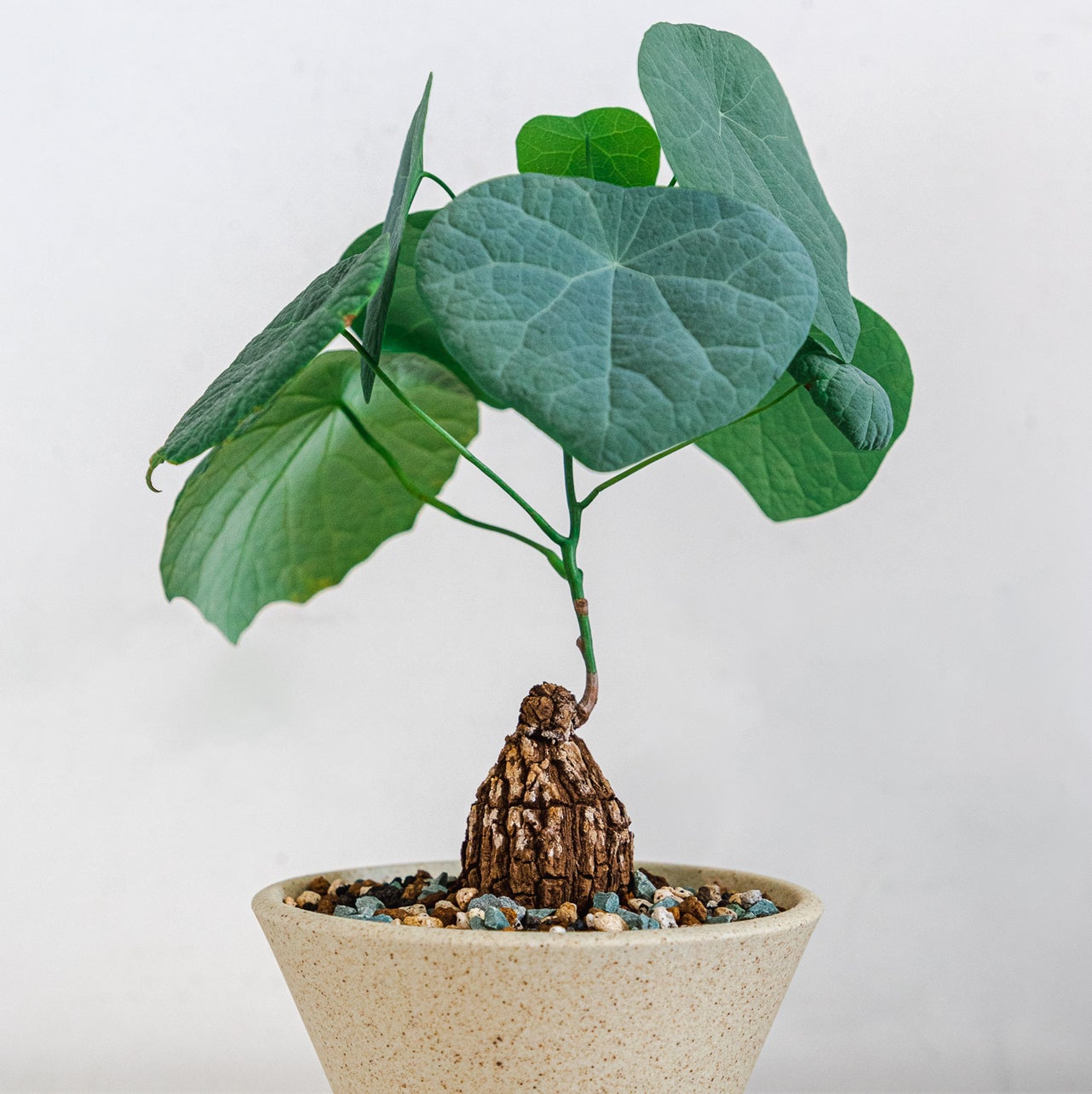 Keep Your Stephania suberosa Alive: Light, Water & Care Instructions