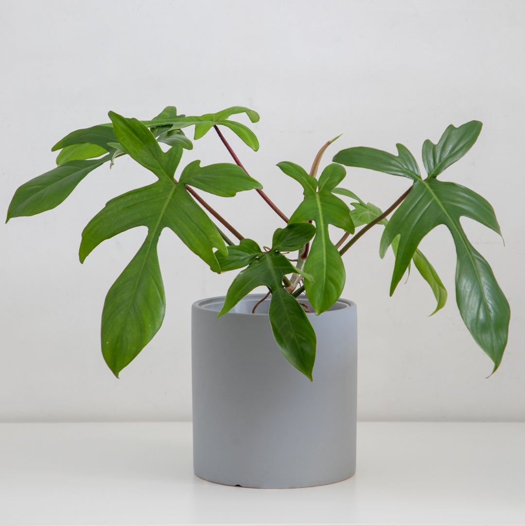 Propagating Philodendron 'Florida Ghost': The Ultimate Guide