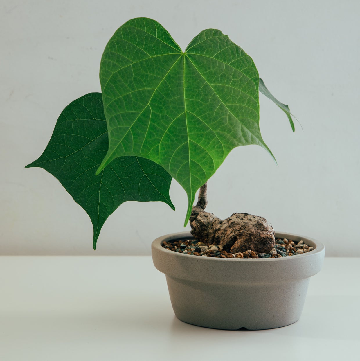 Sterculia Colorata Plant Care: Water, Light, Nutrients | Greg App 🌱