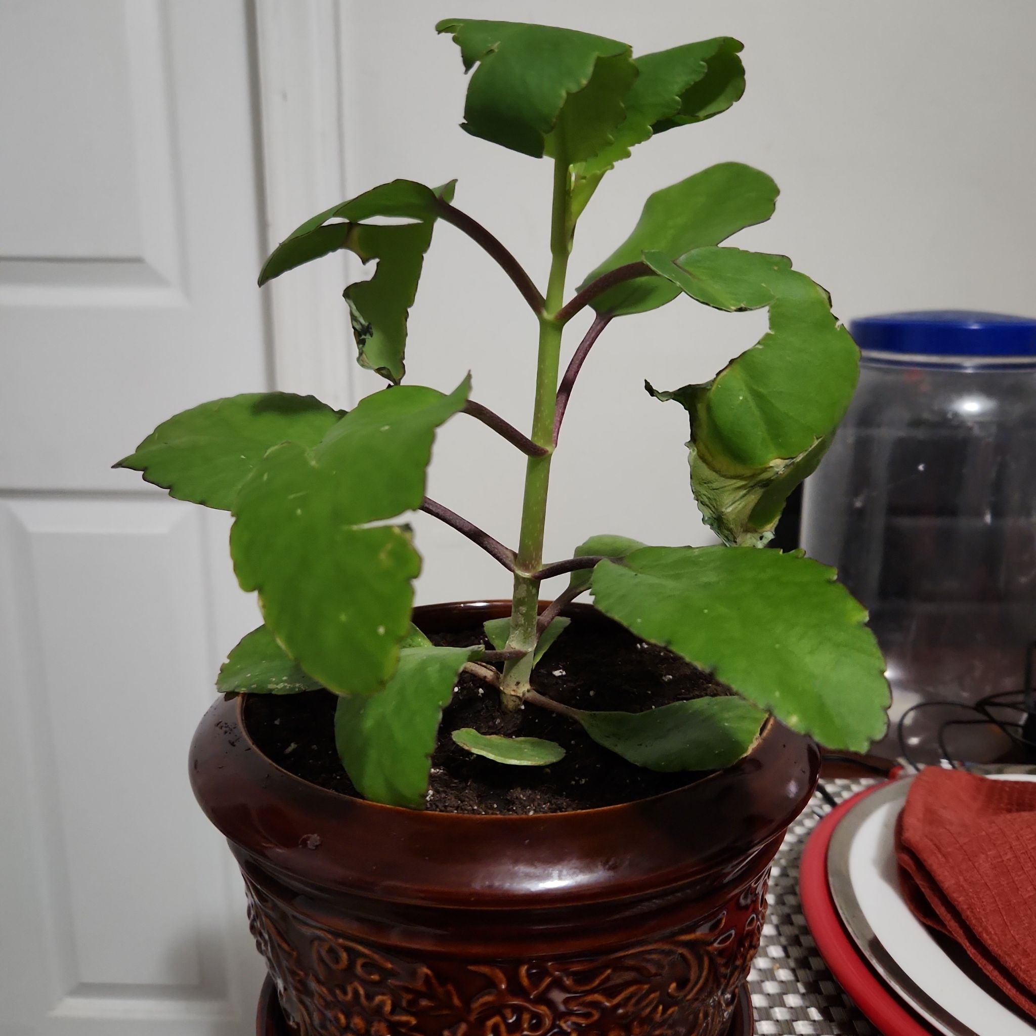 Tillandsia prodigiosa Plant Care: Water, Light, Nutrients | Greg App 🌱