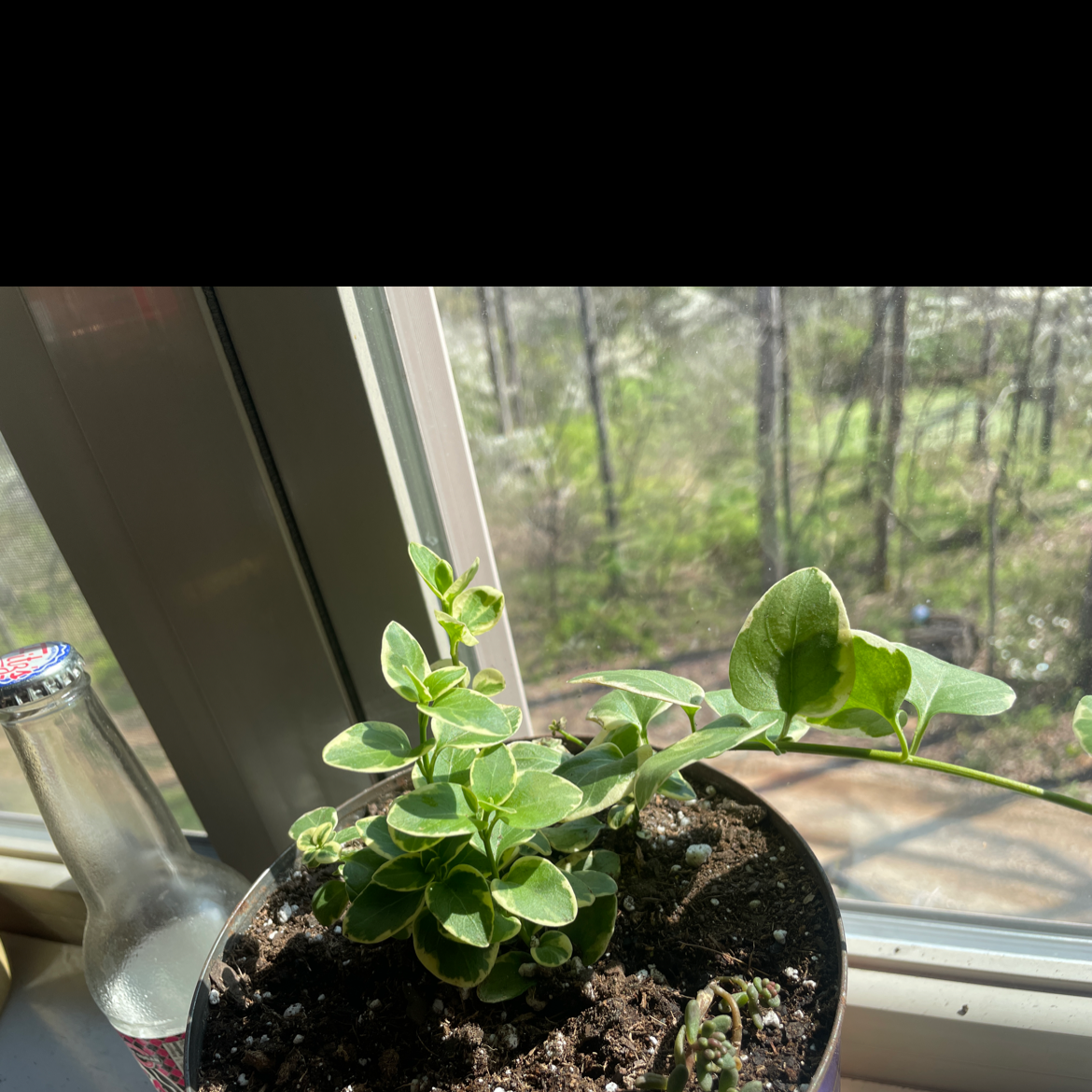 What To Do About Bugs on My Greater Periwinkle? 🐛