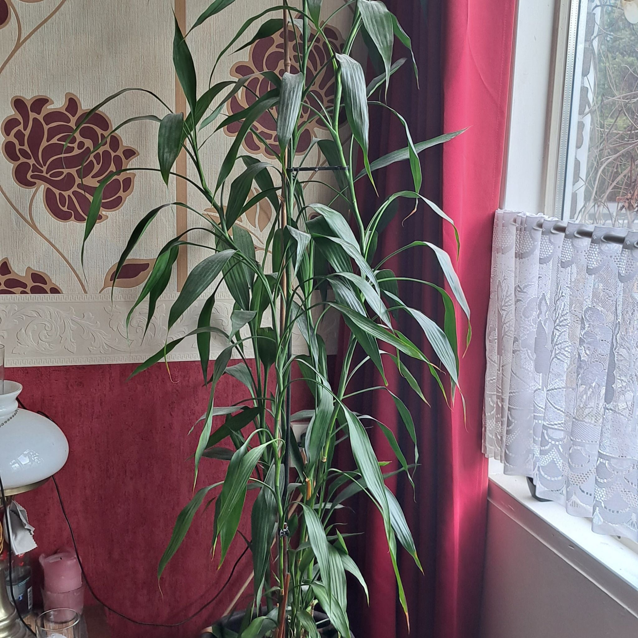 Propagating Your Giant Reed: Step-by-Step Guide