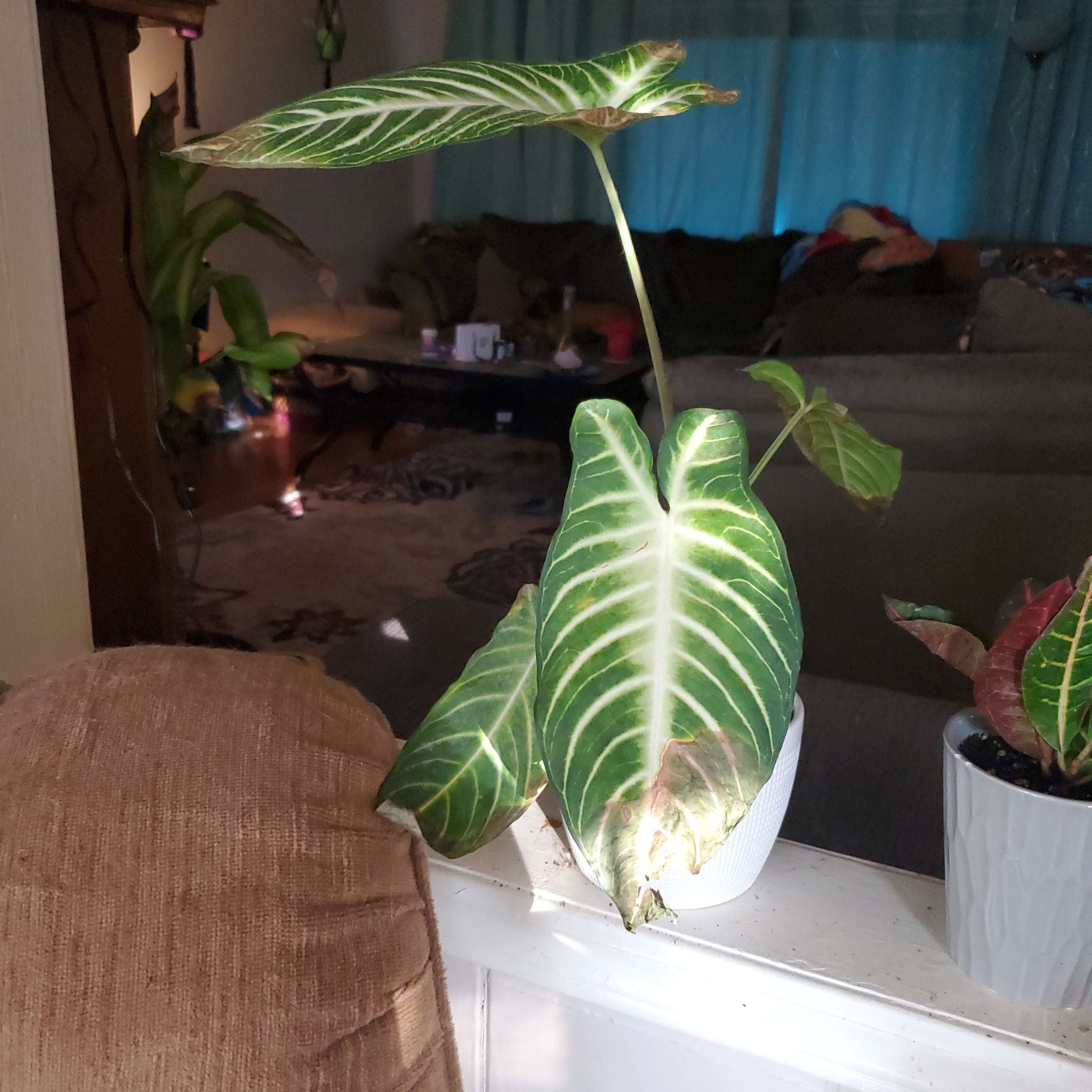 Why Are There Brown Spots on My Xanthosoma Angel wings?