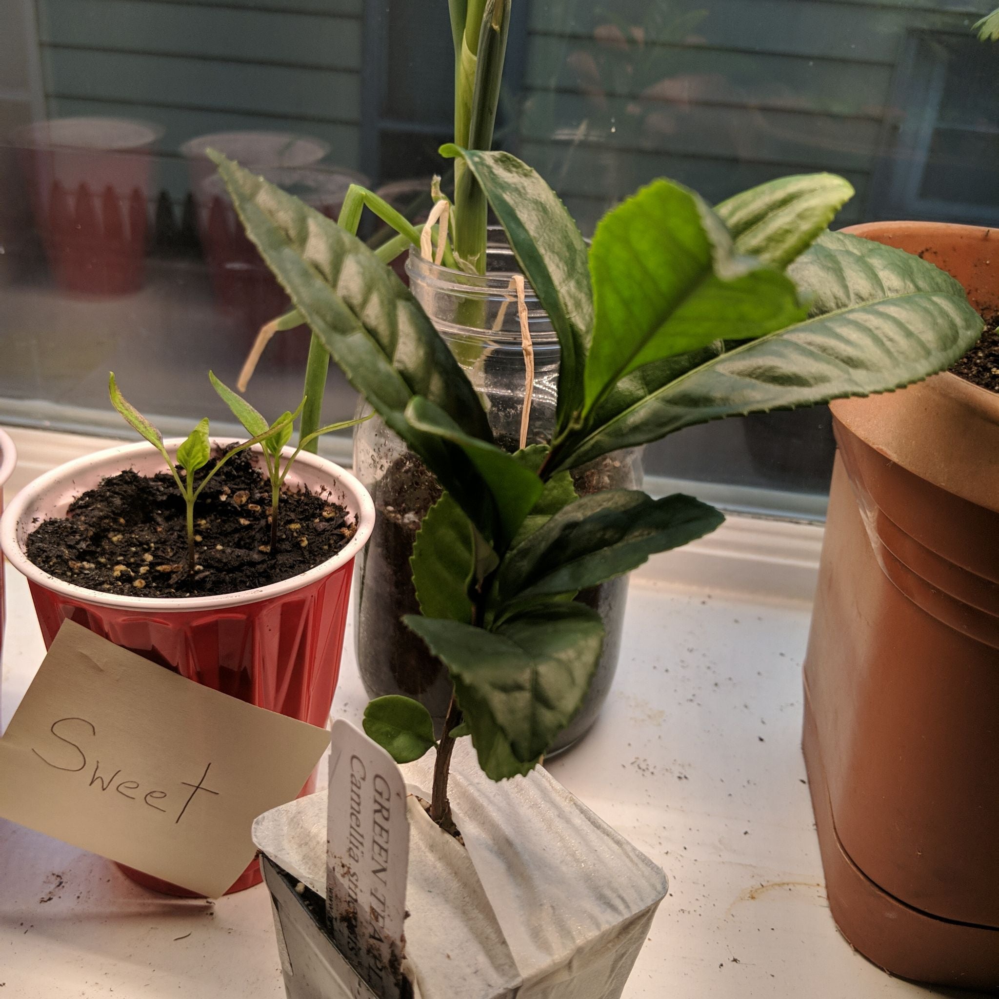 Tea plant | A plant by @CommandingTaro on Greg