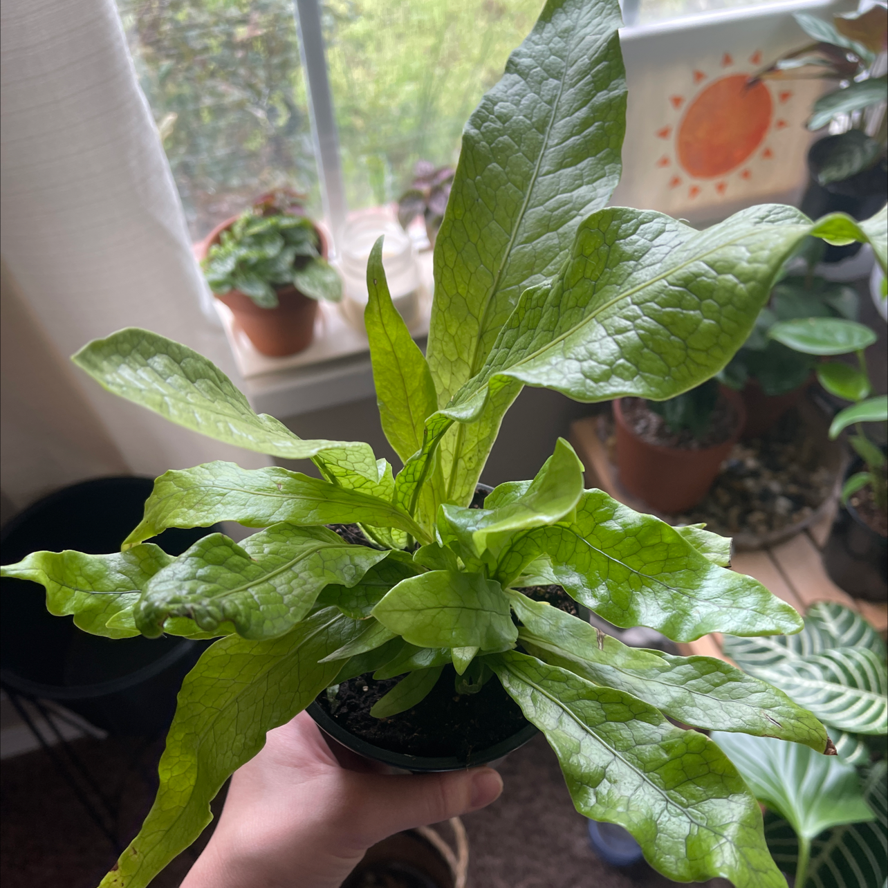 10 Benefits of Having a Crocodile Fern