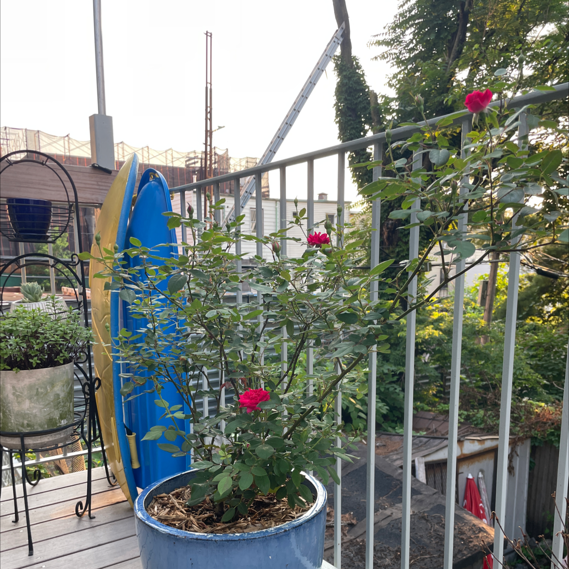 🏖 How Much Humidity Does My Beach Rose Need?