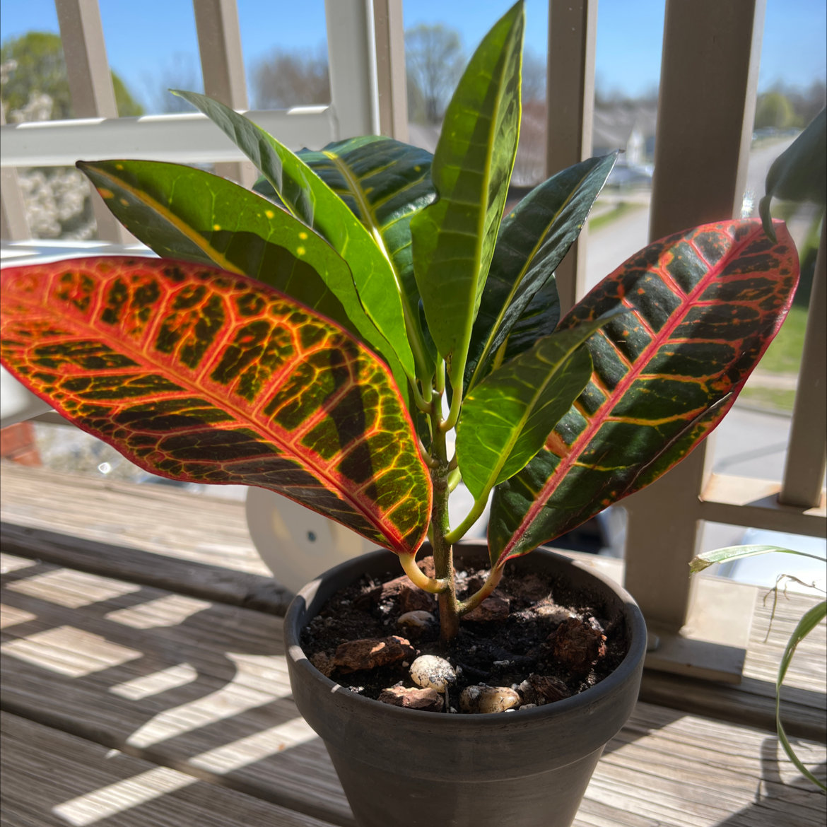 Light Requirements For Your Croton Tamara