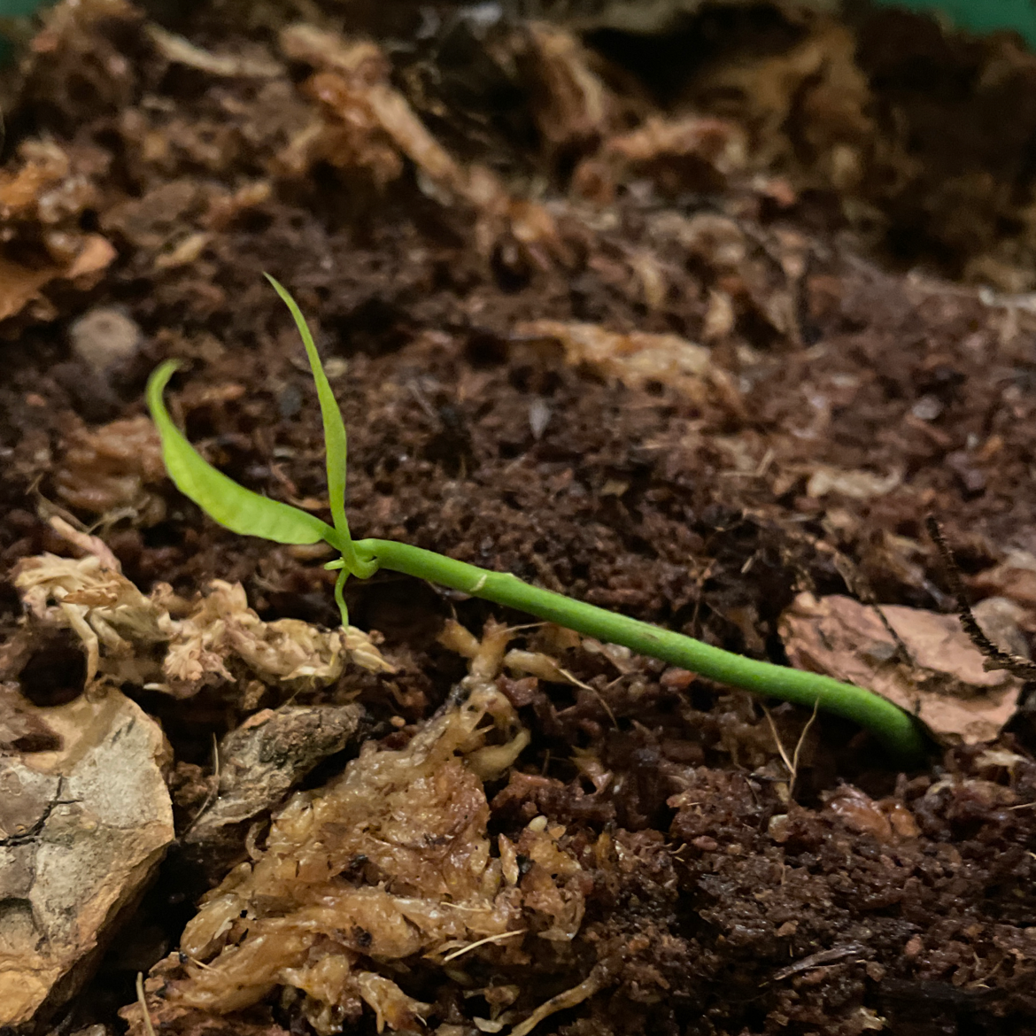 Common Mango Problems