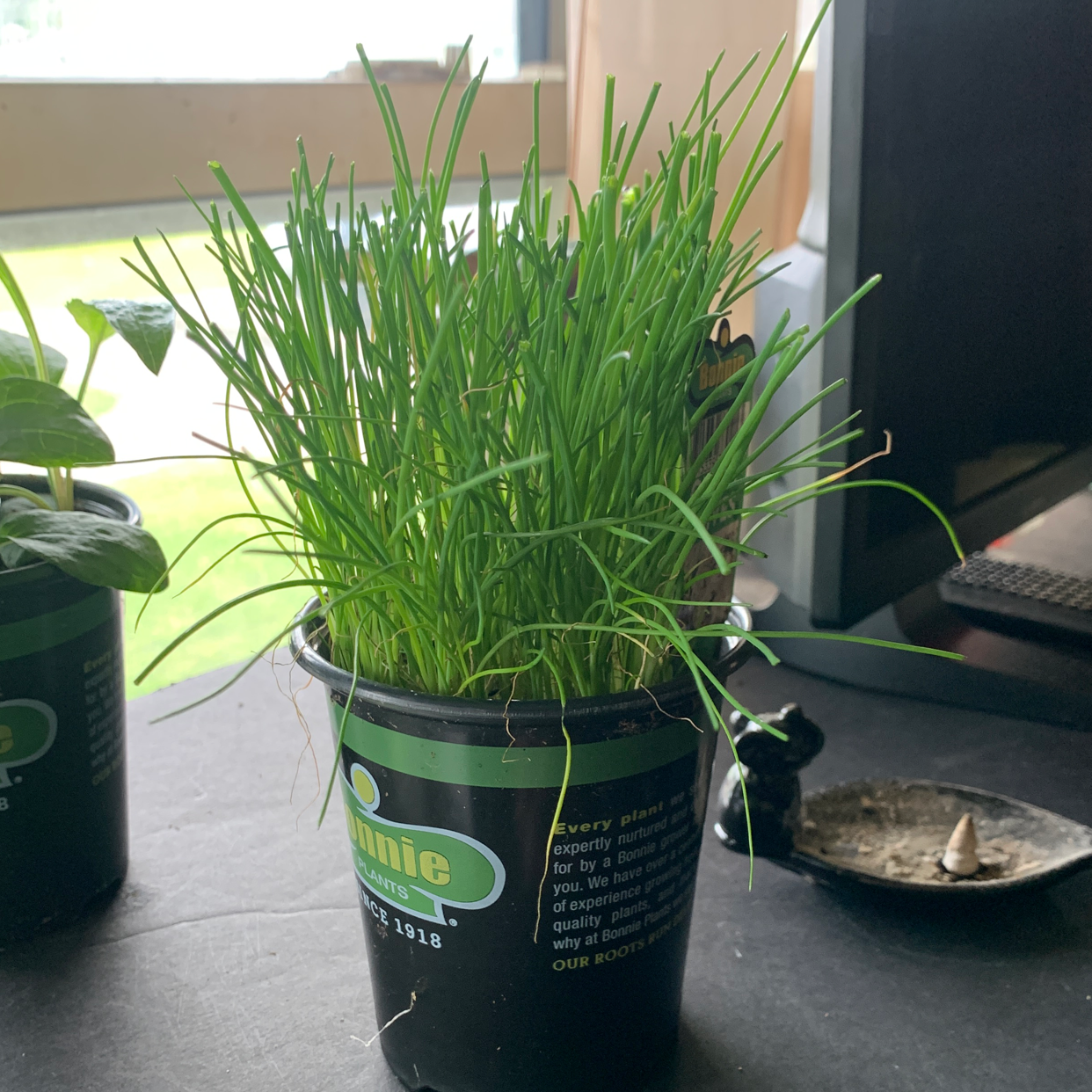 Propagating Wild Chives: The Ultimate Guide