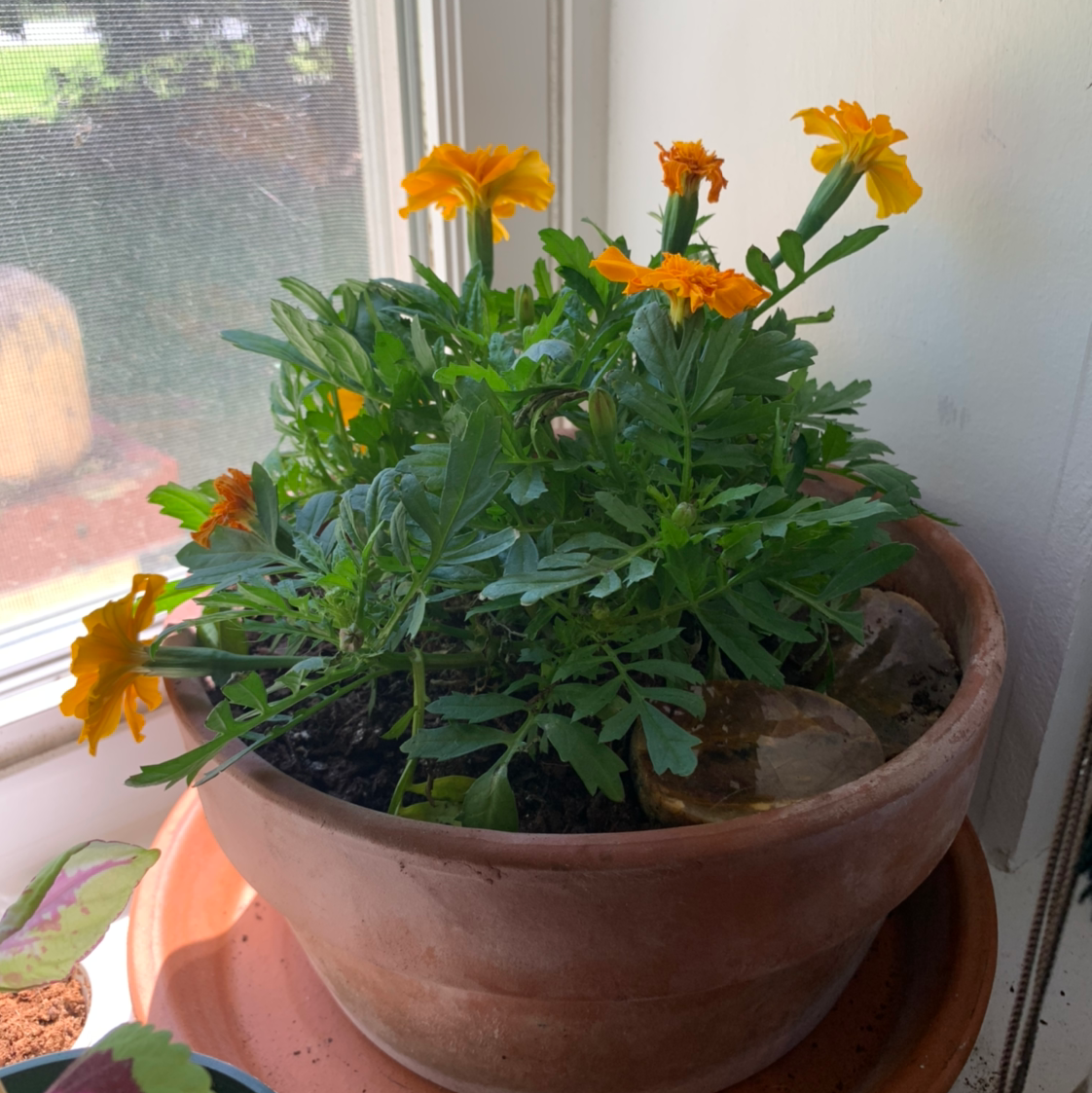 Propagating African Marigold: The Ultimate Guide