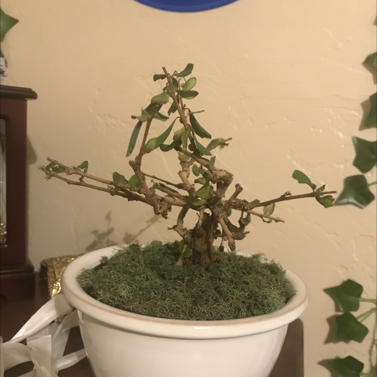 Why Are There Brown Spots on My Fukien Tea Tree?