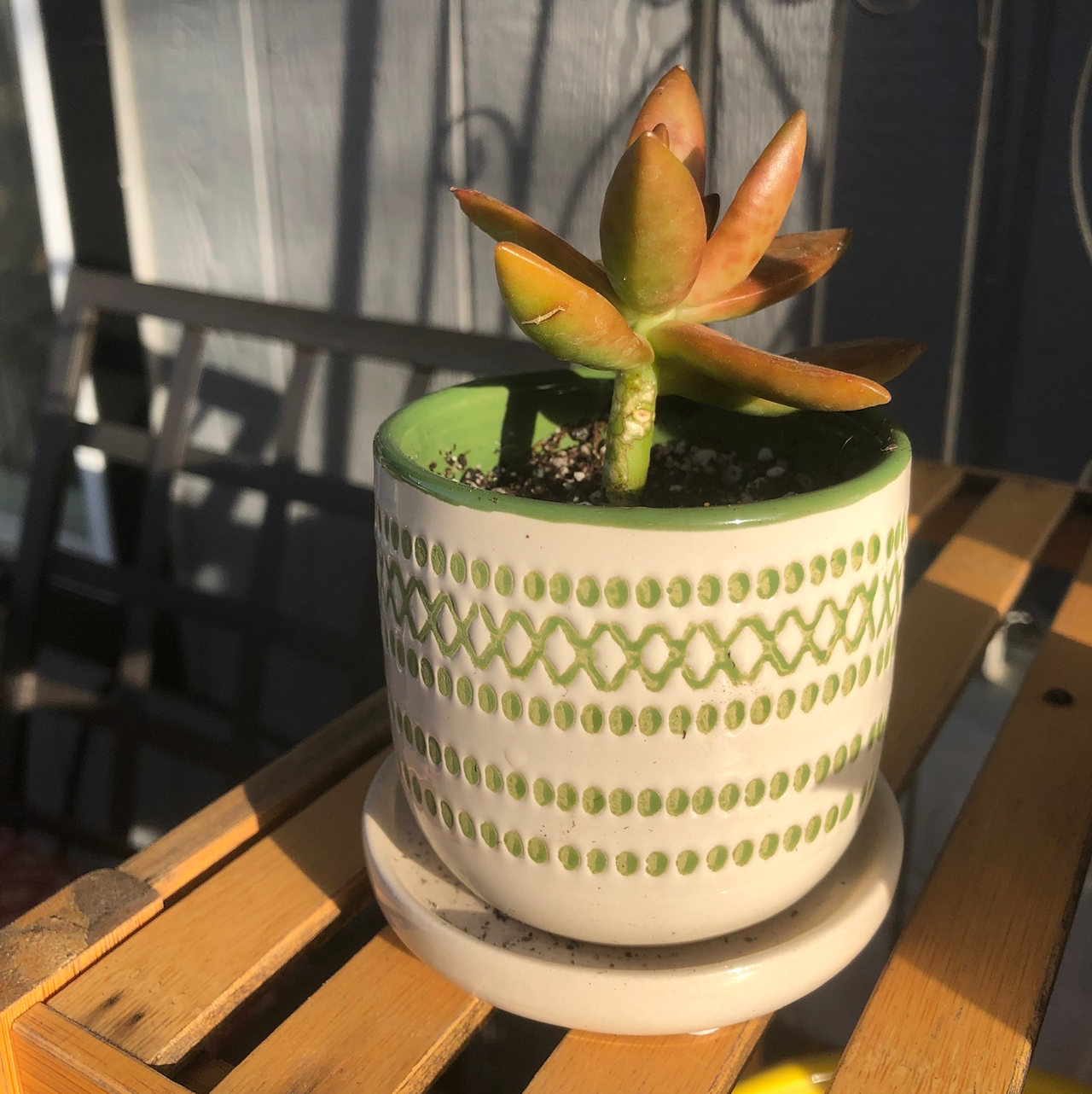 Sedum Adolphi 'Golden Glow' Root Rot Solutions