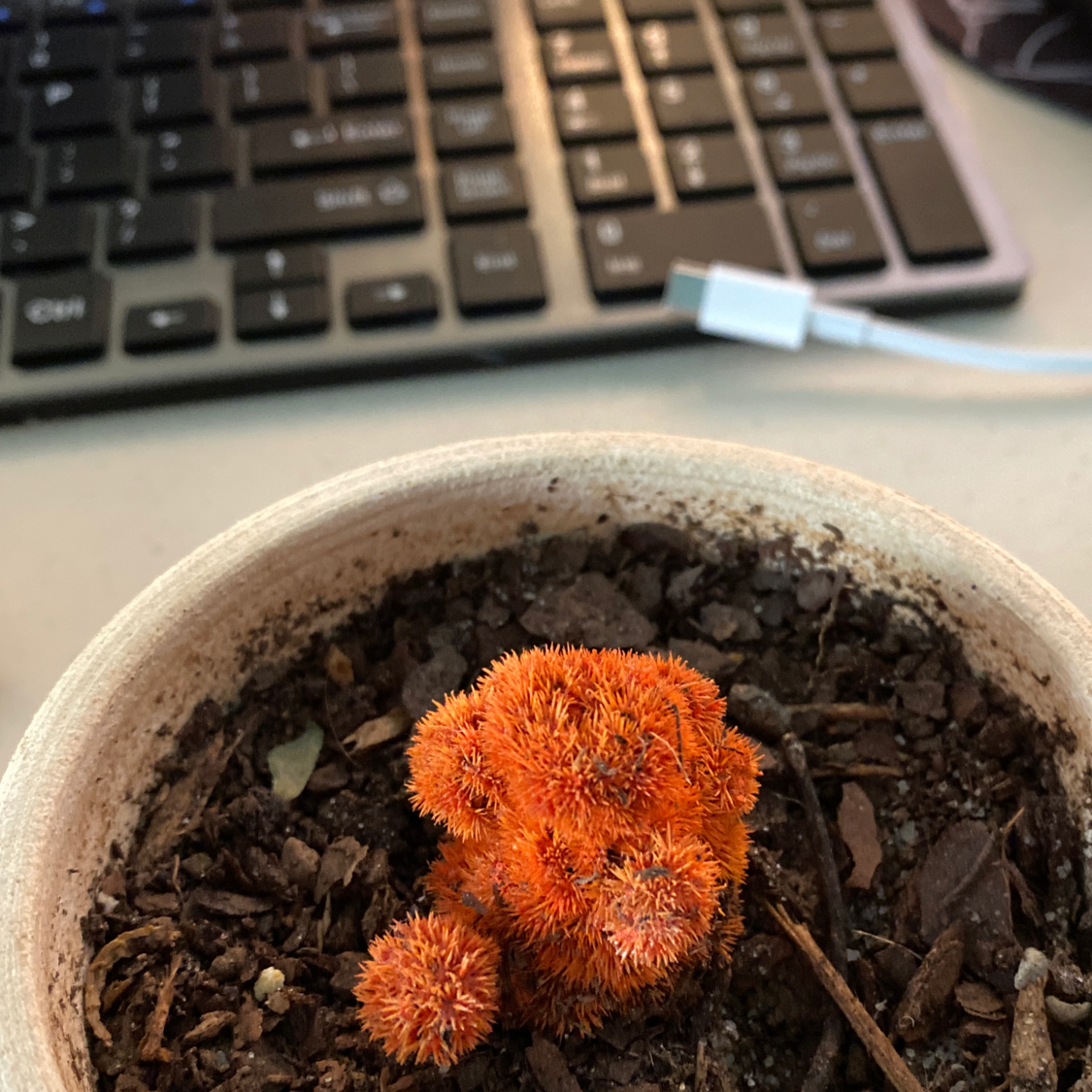 🐓 Symbolism And Benefits Of The Cockscomb