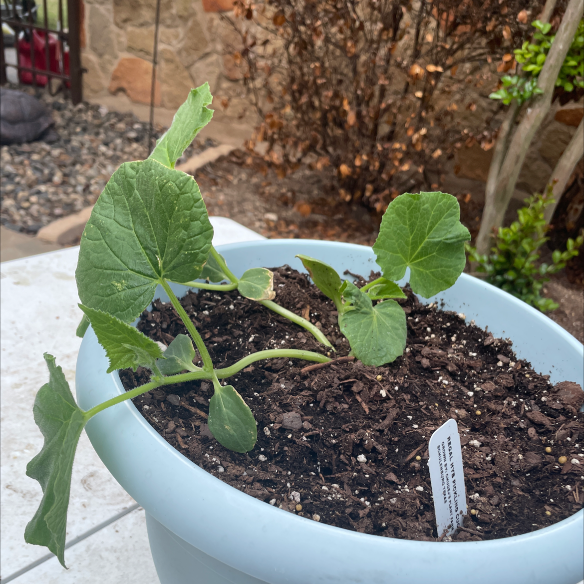 Propagating My Cucumber: Step-by-Step Guide