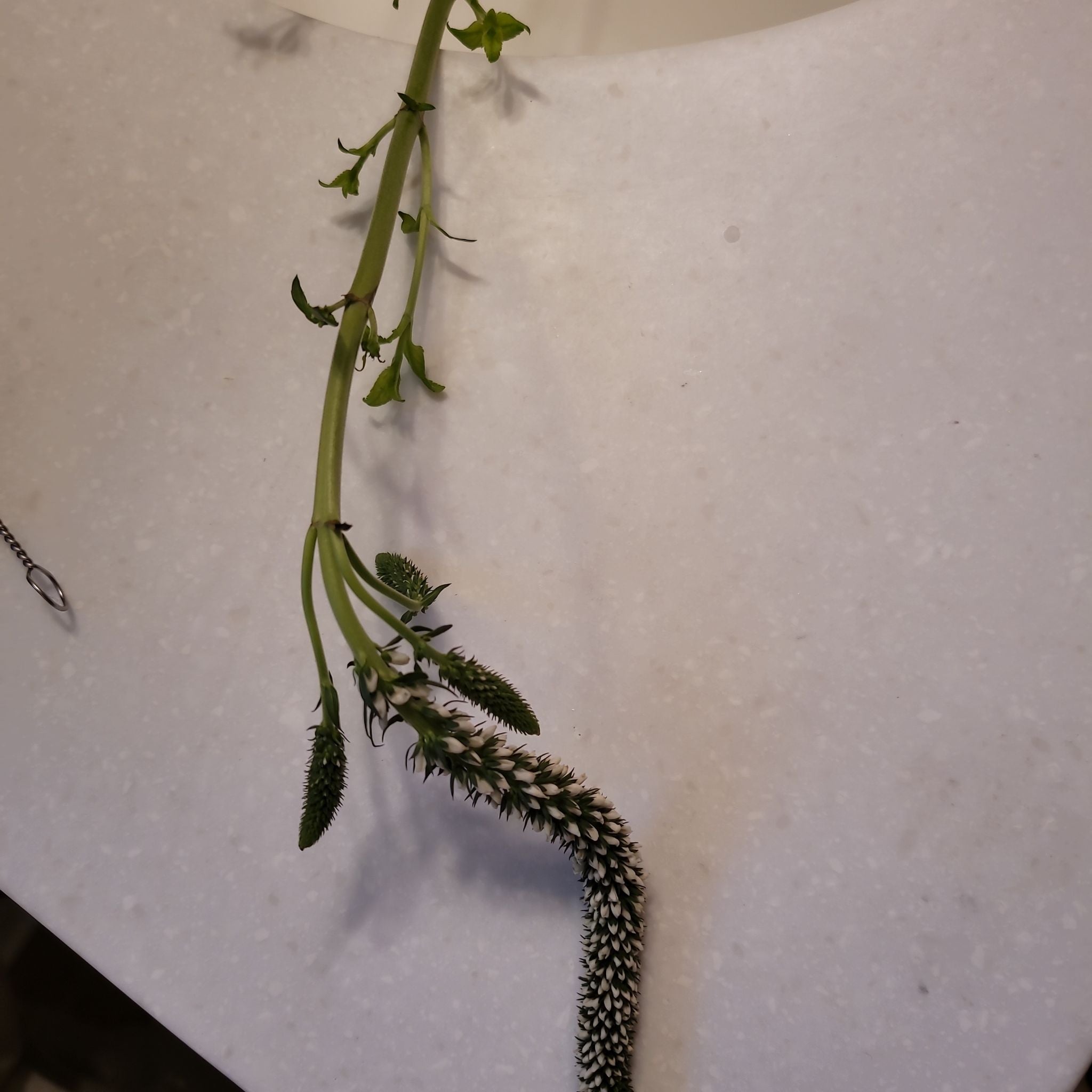 Why Are My Spike Speedwell Leaves Turning Yellow?