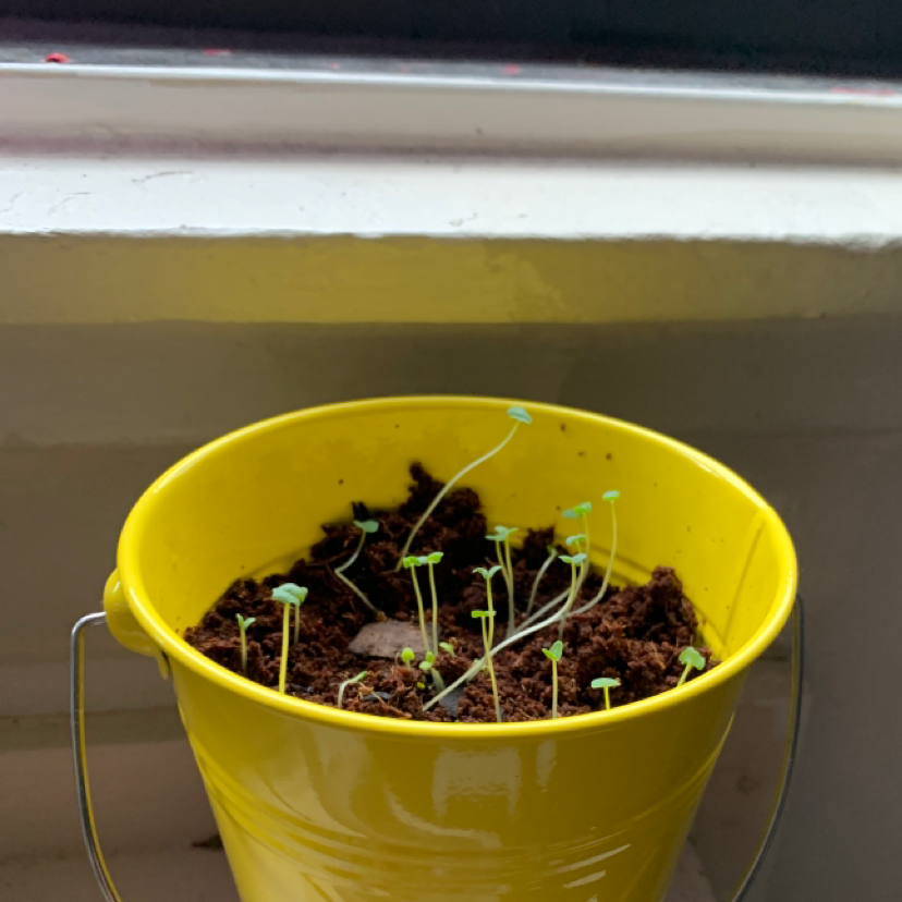 Why Are There Brown Spots on My Chia?