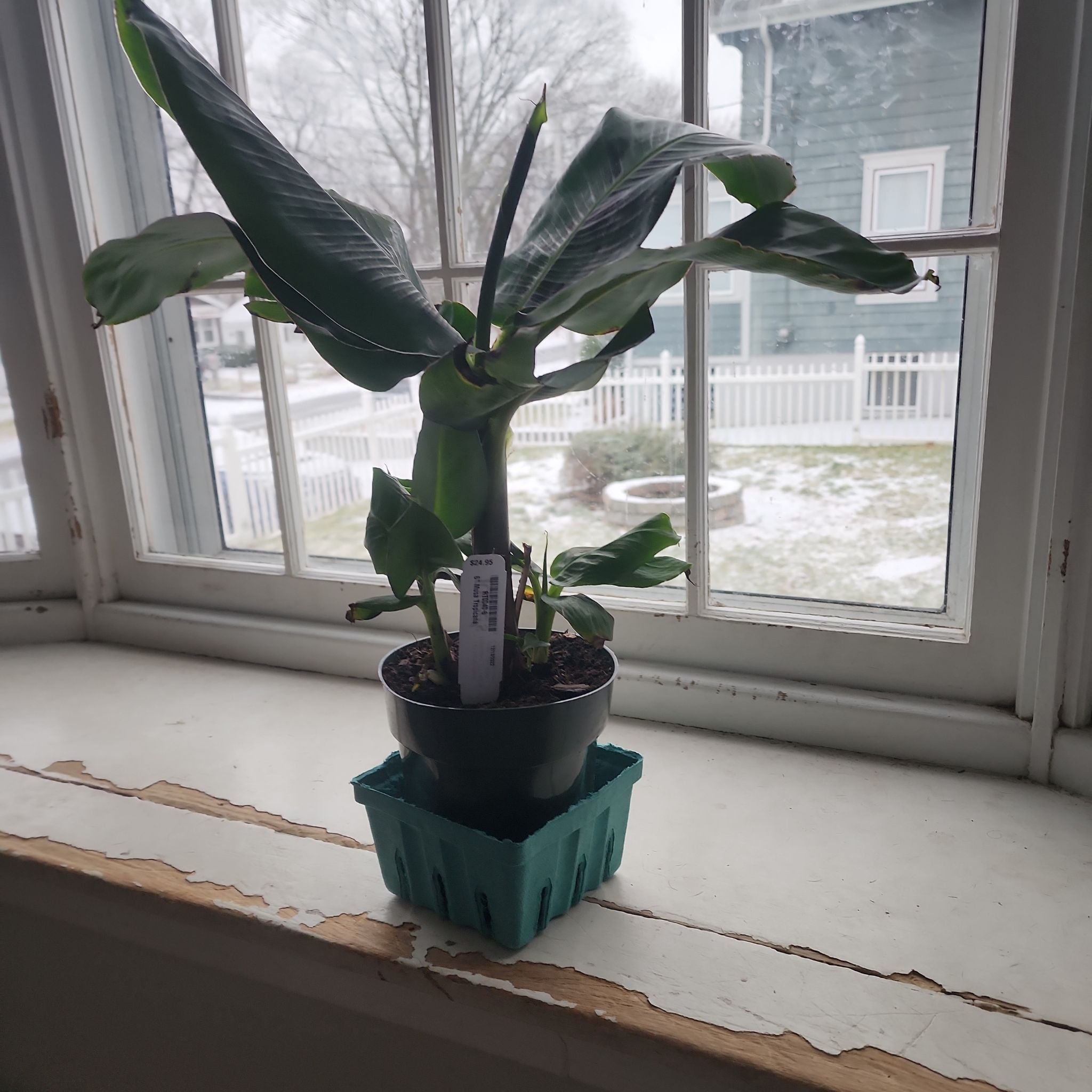 Musa Plant Care: Water, Light, Nutrients | Greg App 🌱