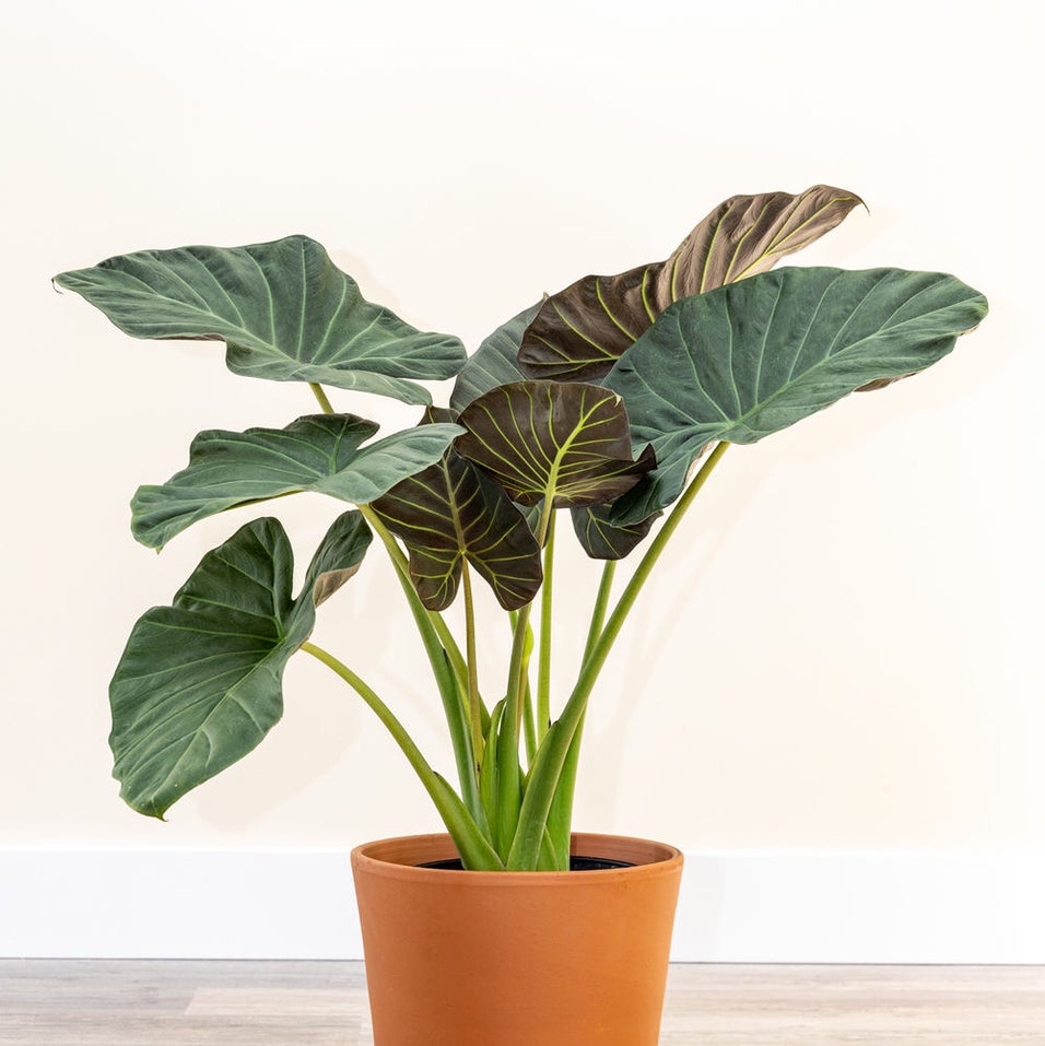 Propagating Giant Taro: The Ultimate Guide