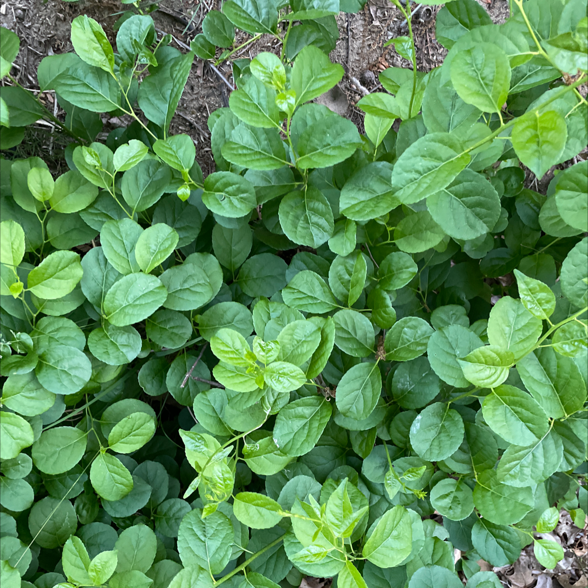 Diagnosing oriental bittersweet root rot