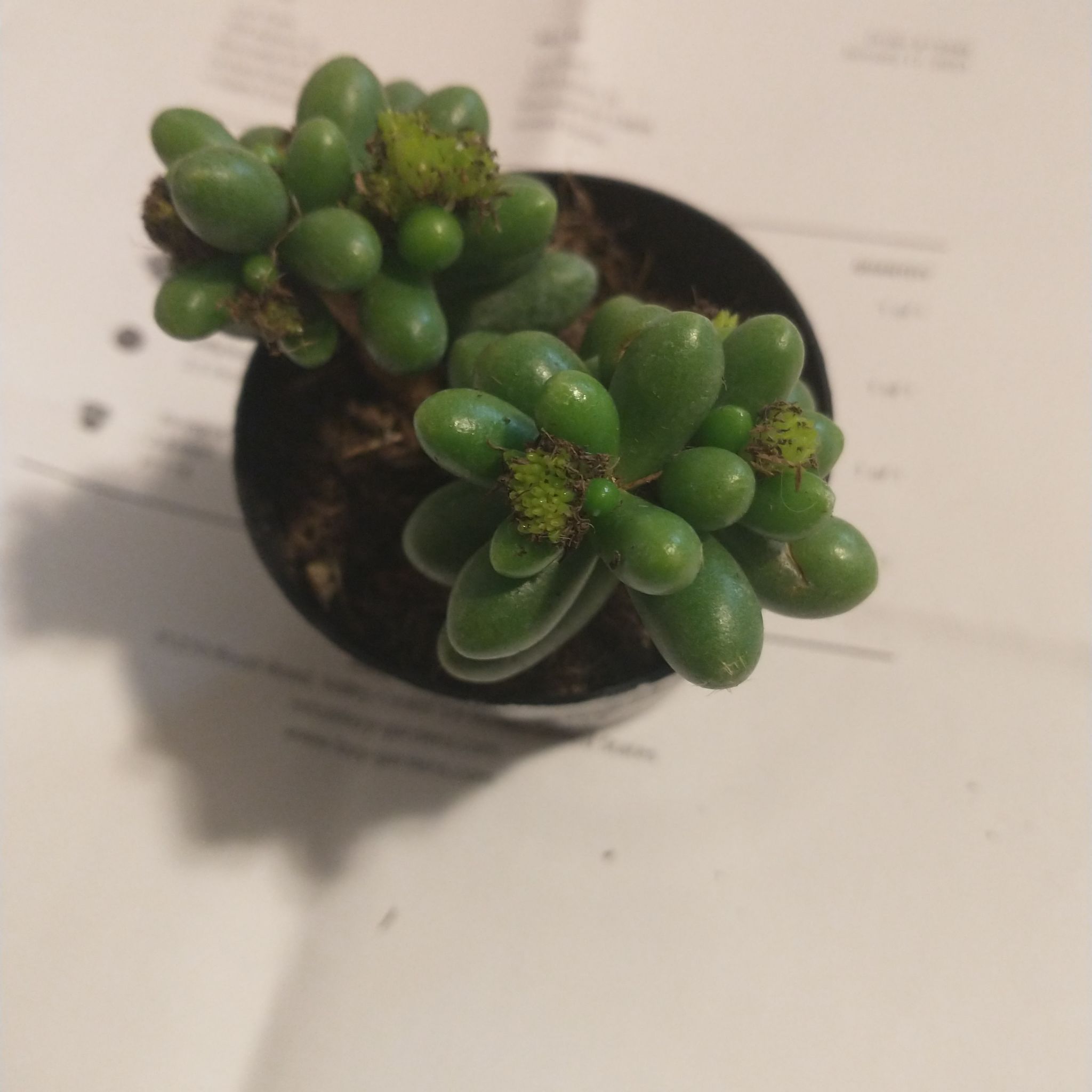 Why Are My Sedum hernandezii Leaves Curling?