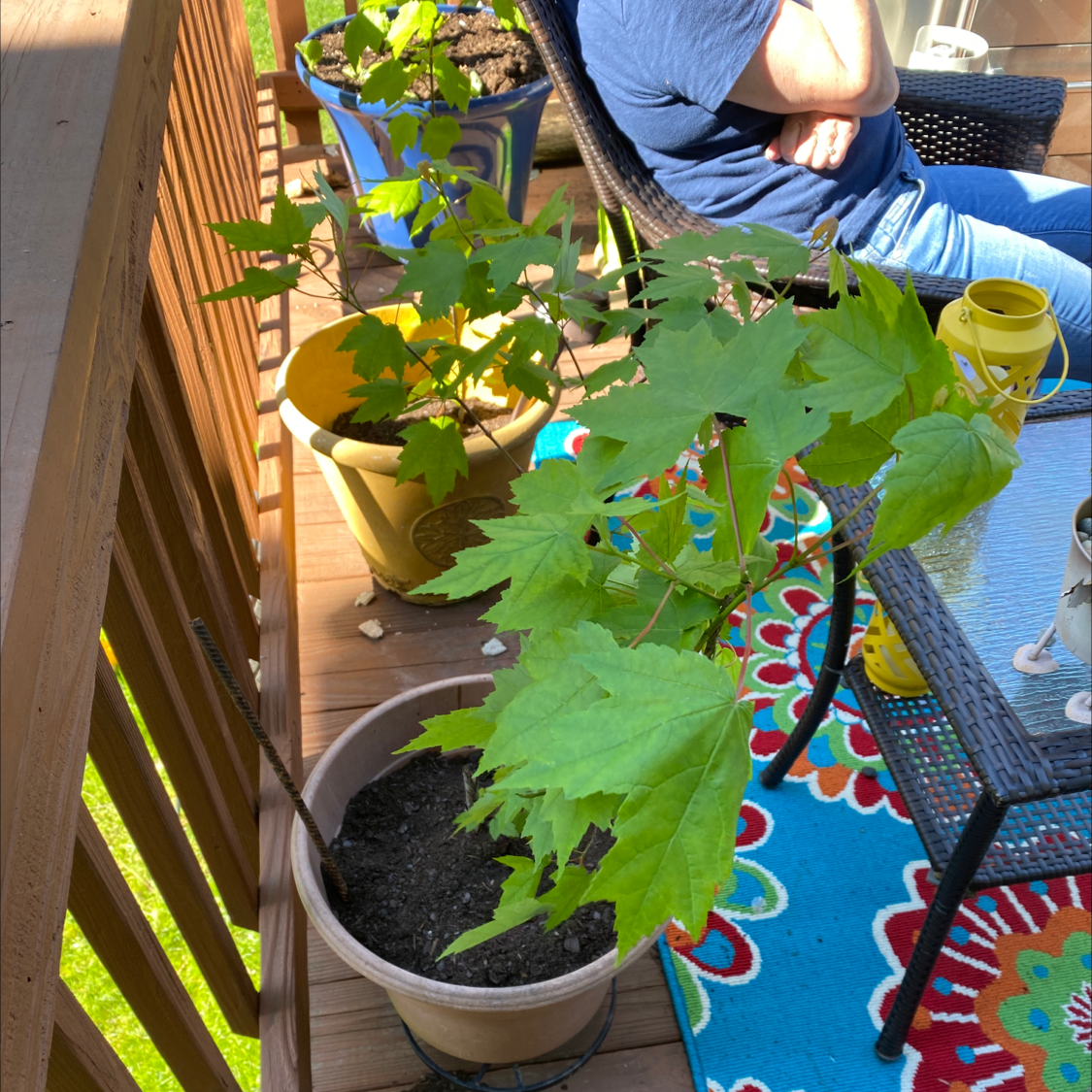 🍁 Why Are My Red Maple Leaves Droopy?
