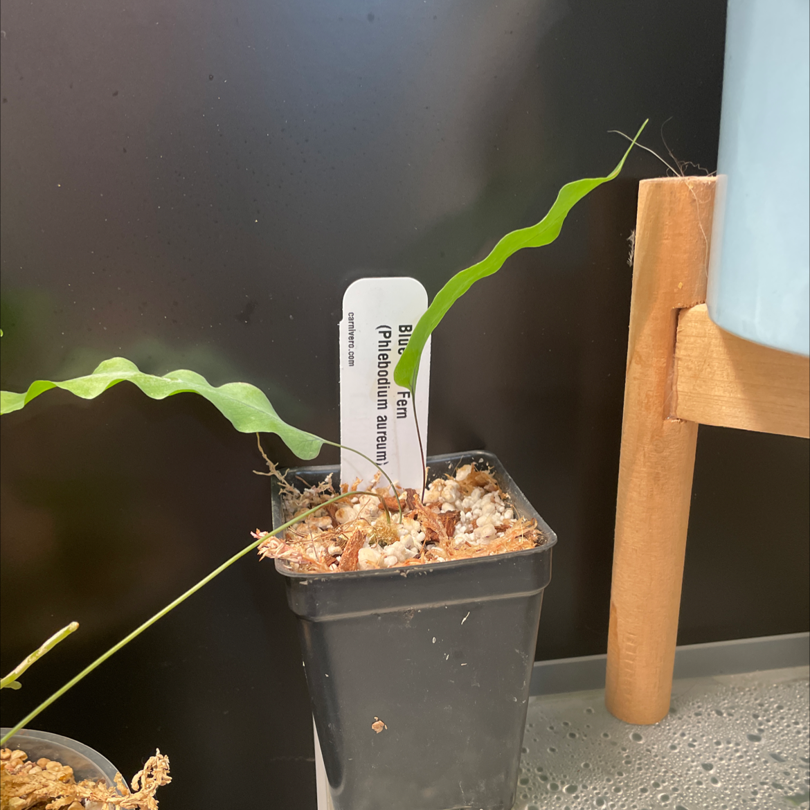 🐇 How To Know When To Repot A Rabbit's Foot Fern?