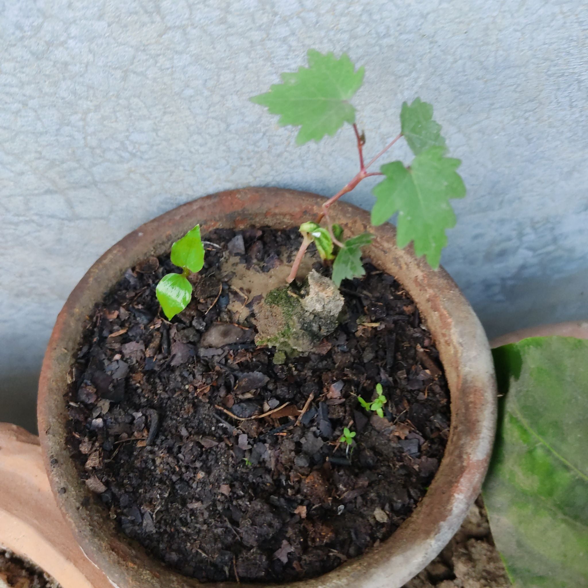 How Do I Cure Wine Grape Root Rot?