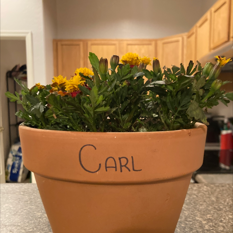 🌼 How To Get An African Marigold To Bloom