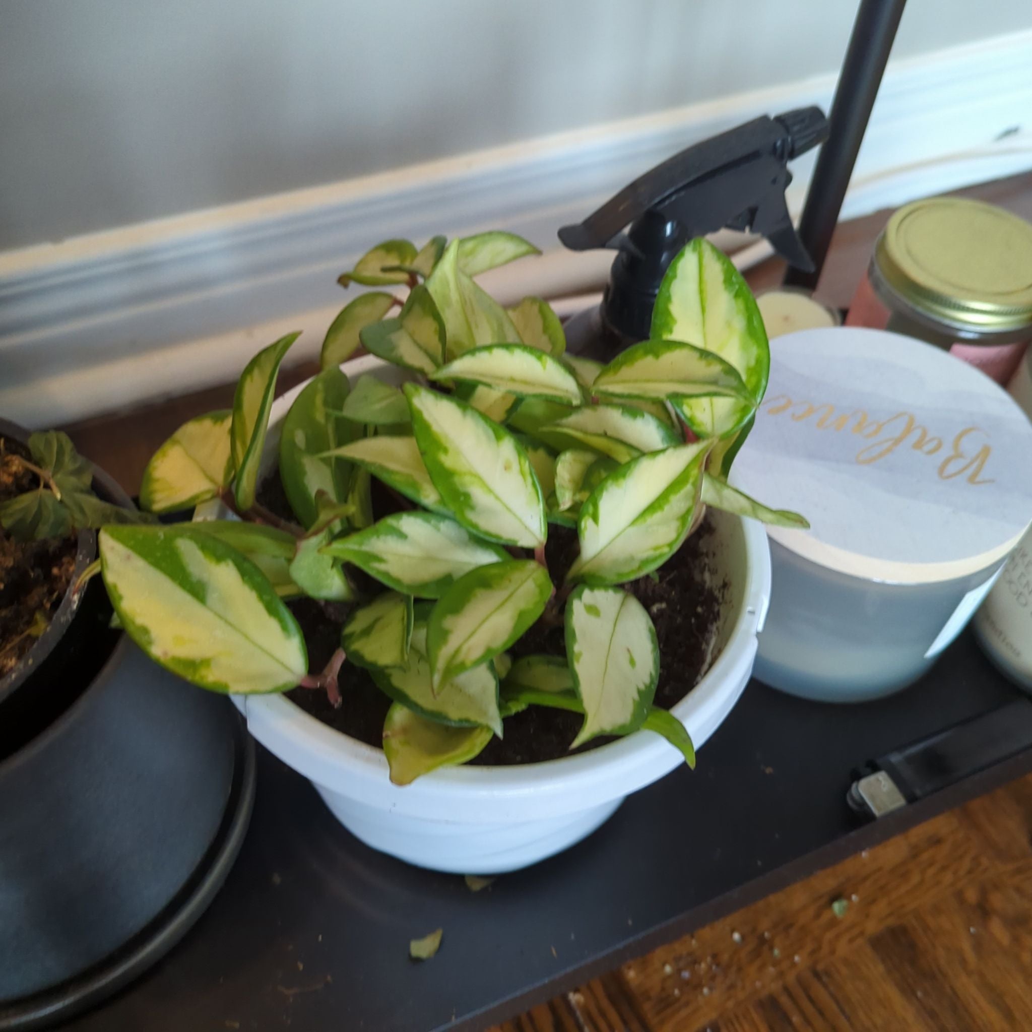 💧 How Much Humidity Does My Exotic Hoya Need?