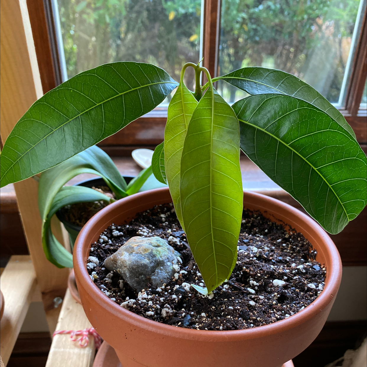 Why Does My Mango Have Yellow Leaves? 🍂