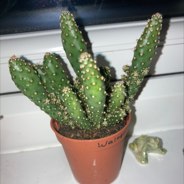 The Complete Drooping Prickly Pear Plant Care Guide: Water, Light & Beyond