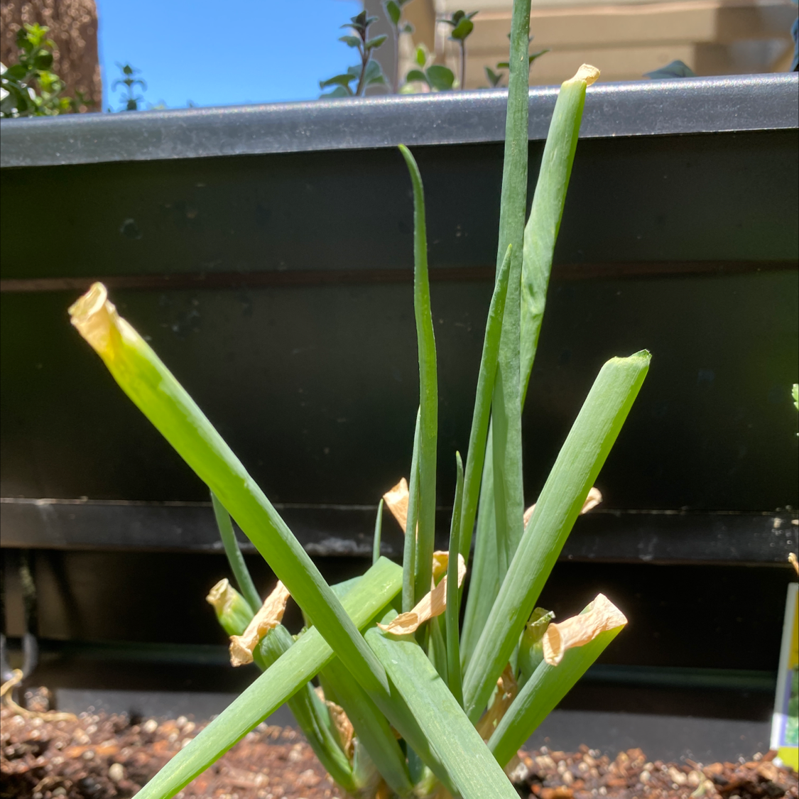 How Do I Fix Long Green Onion Root Rot?