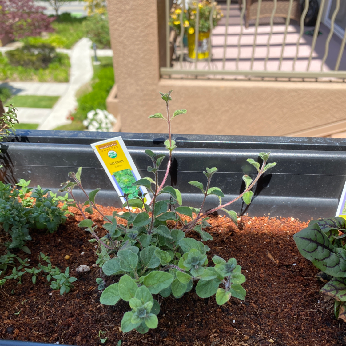 Oregano - Ultimate Guide to Fertilizing