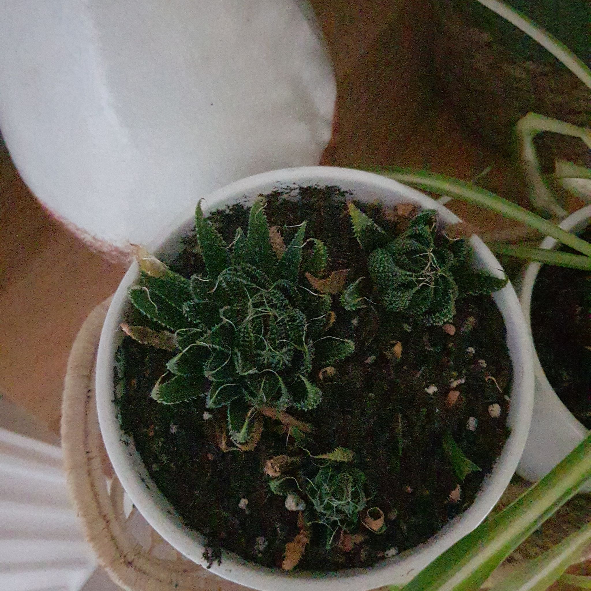 Achilles | A plant by @IdolCoralaloe on Greg