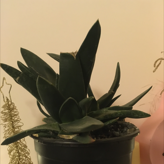 The Complete Gasteria Maculata Plant Care Guide: Water, Light & Beyond