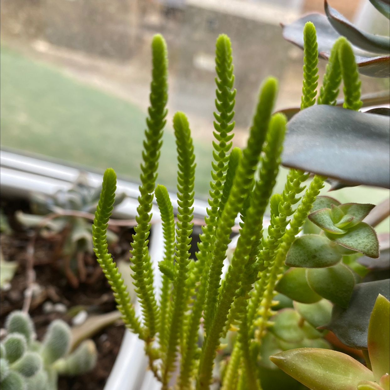 How to Propagate Your Princess Pine