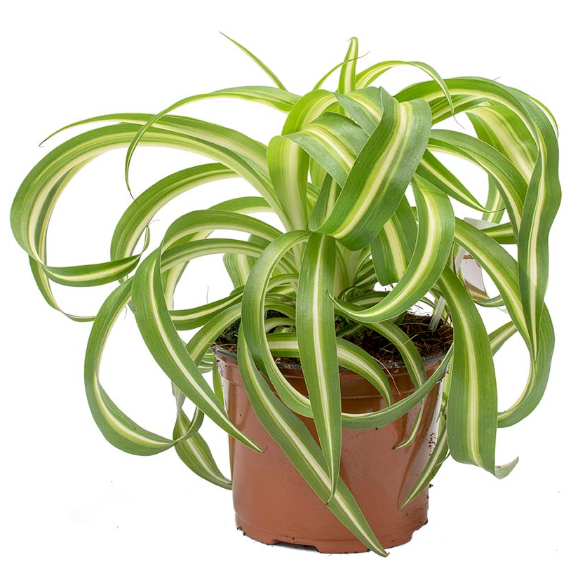 Best Soil for Curly Spider Plant