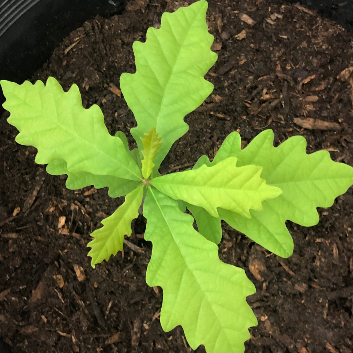 How to Know When to Repot an English Oak?