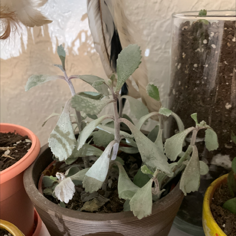 Why Are There Brown Spots on My Flower Dust Plant?