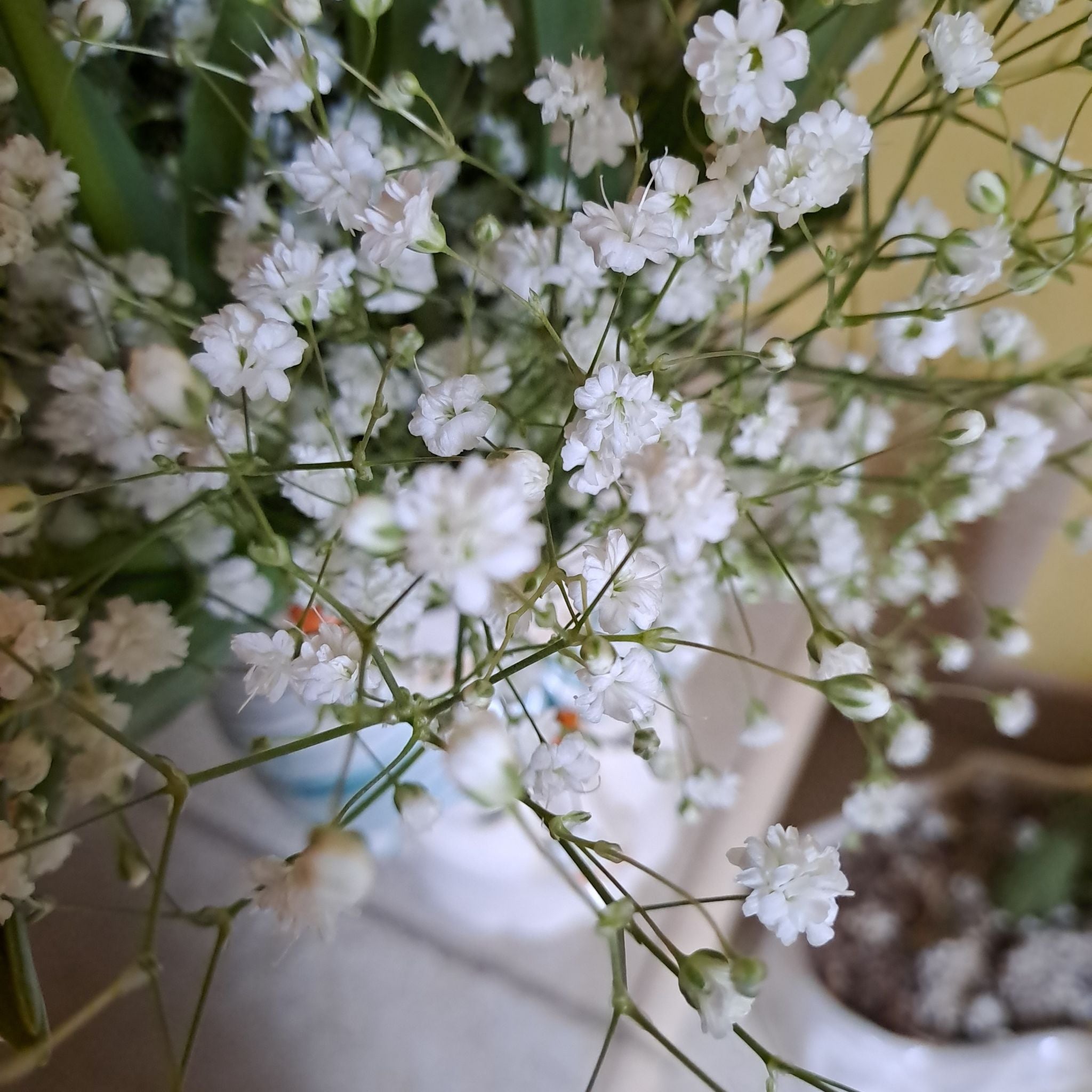 🍂 Why Are My Baby's Breath Leaves Turning Yellow?
