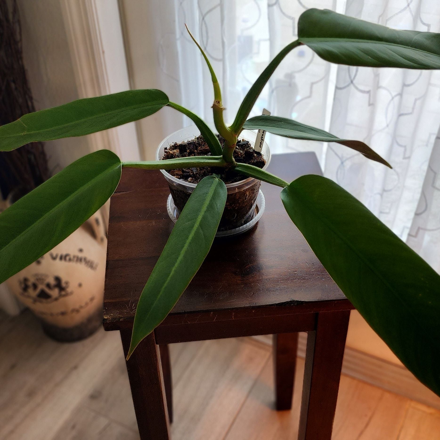 Philodendron BiColor Care 101: Water, Light & Growing Tips