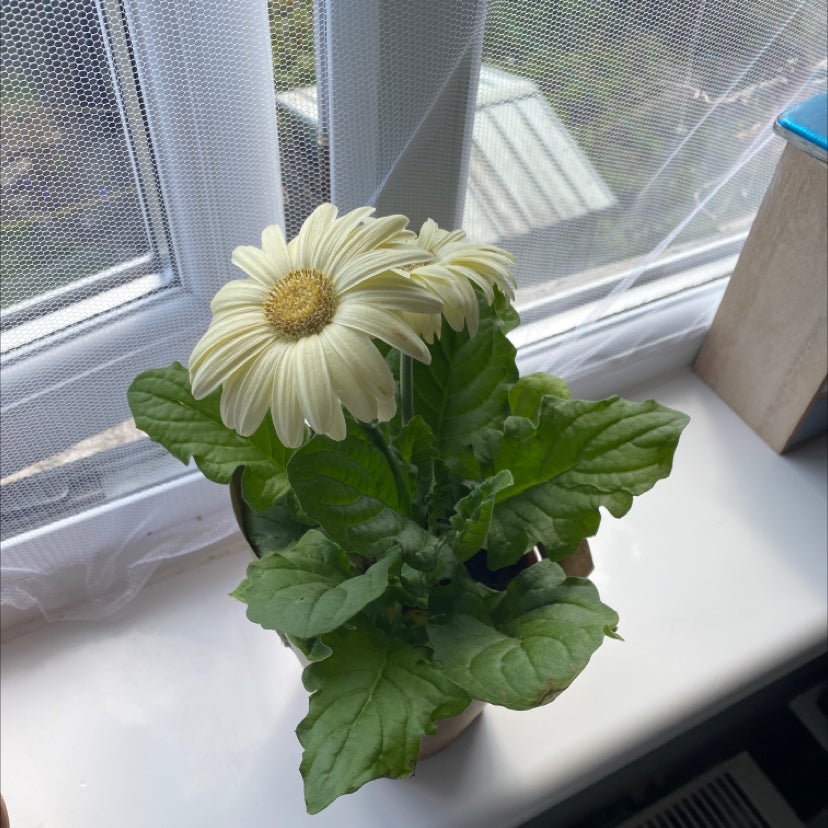 Propagating Your Gerbera: Step-by-Step Guide